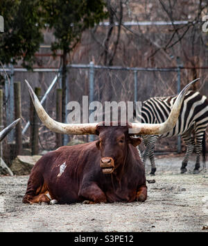 visiting the zoo Stock Photo - Alamy