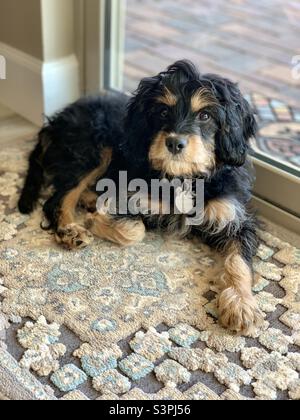 sitting Cavapoo Puppy Stock Photo - Alamy