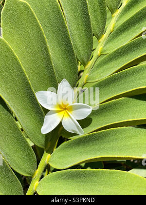 Exotic plants in the Dominican Republic Stock Photo - Alamy