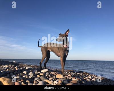 Italian greyhound by the sea Stock Photo - Alamy