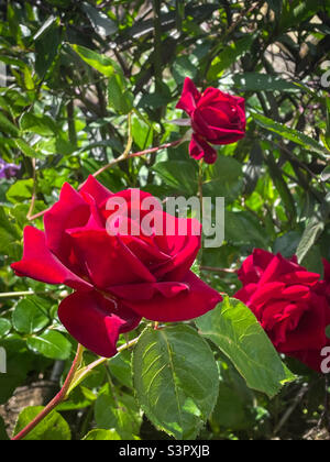 red roses growing wild Stock Photo - Alamy