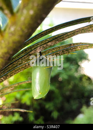 Monarch Chrysalis and Butterfly in Florida Stock Photo - Alamy