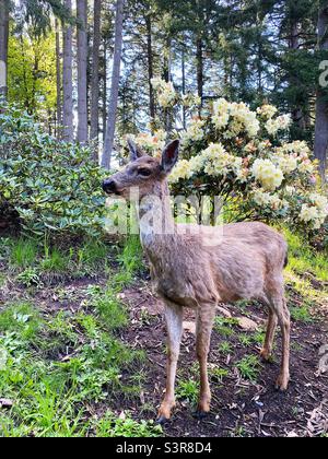 Rhododendron And Deer