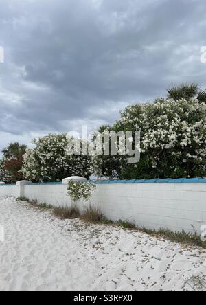 White oleander flowers blooming on green foliage with soft natural ...