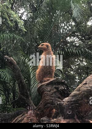 Animals at Melbourne Zoo Stock Photo - Alamy