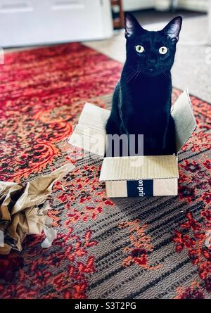 Cats in cardboard box Stock Photo - Alamy