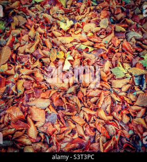 Crunchy Autumn Leaves Stock Photo - Alamy
