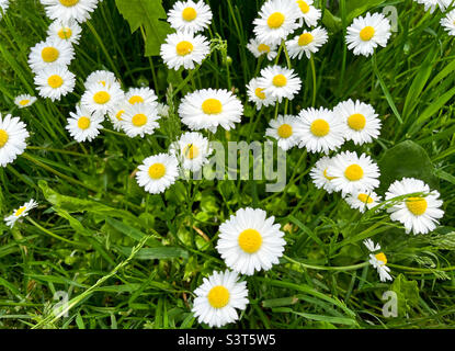 Chamomilla Matricaria is a genius of perennial flowering plants in the ...