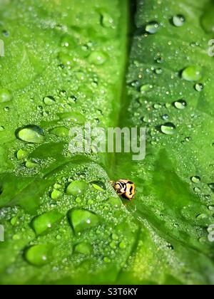 Bug on the taro leaf Stock Photo - Alamy