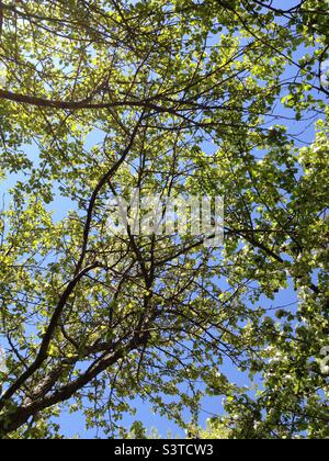 tree branches with green leaves against a blue sky Stock Photo - Alamy