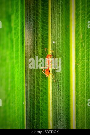 Ant on the coconut leaf Stock Photo - Alamy