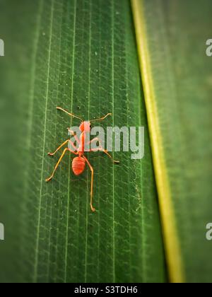 Ant on the coconut leaf Stock Photo - Alamy