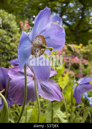 Closeup of a single Meconopsis betonicifolia commonly know as Himalayan ...