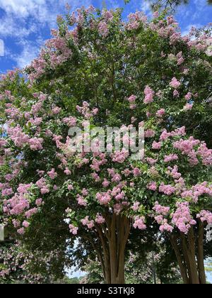 Crepe myrtle tree in bloom Stock Photo - Alamy