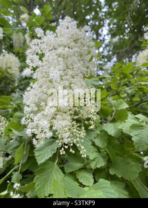 Ocean spray (Holodiscus discolor Stock Photo - Alamy