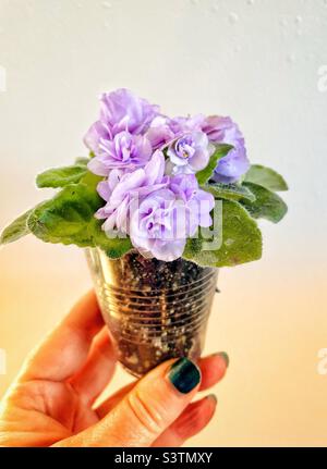Miniature African violet plant Stock Photo - Alamy