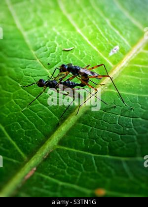 Insects in mating moment Stock Photo - Alamy