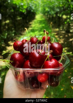 Pick your own Stock Photo - Alamy