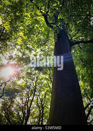 ‘Ray of sunshine’ the afternoon sunshine penetrates through the gap in ...