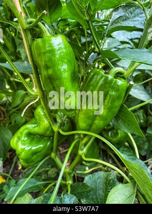 Lush green peppers growing on the vine in the backyard garden on a ...