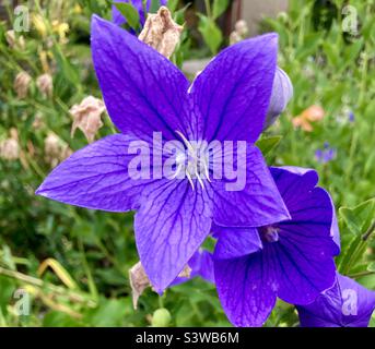 A purple balloon flower, also known as a Chinese bellflower, grows in ...