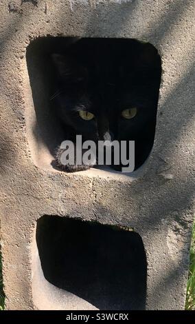Black cat peering Stock Photo - Alamy