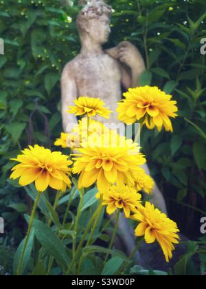 Double flowering rudbeckia in the summer garden Stock Photo - Alamy