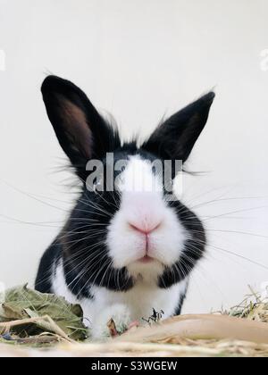 Cute Dutch rabbit Stock Photo - Alamy