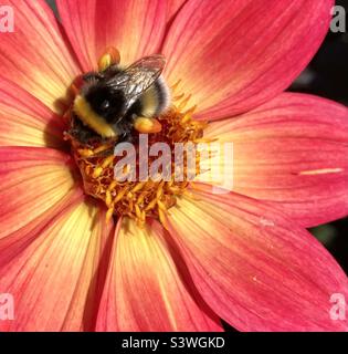 A Bumble Bee with pollen sacks on its legs, Ambleside, UK Stock Photo ...