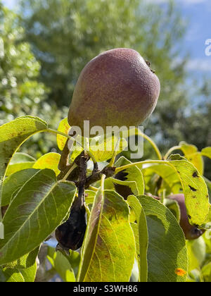 diseased pear leaves on the tree. garden pests and diseases Stock Photo ...