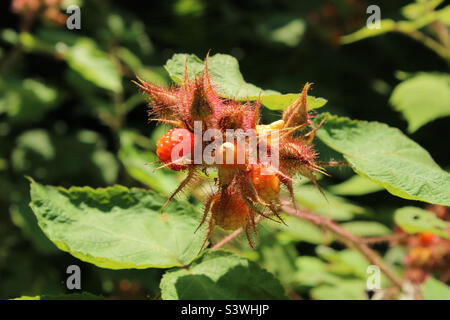 random berry against blurry background Stock Photo - Alamy