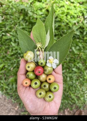 Flower and leaf of muntingia calabura (jamaican cherry Stock Photo - Alamy