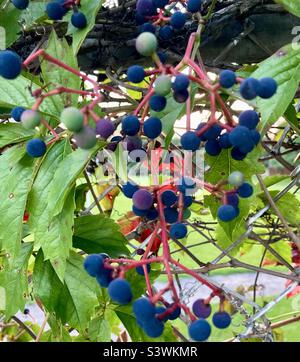 ivy berries in sunlight Stock Photo - Alamy