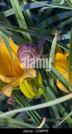Snail on flower Stock Photo - Alamy