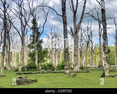 Dead standing oak trees in springtime in the New Forest National Park ...