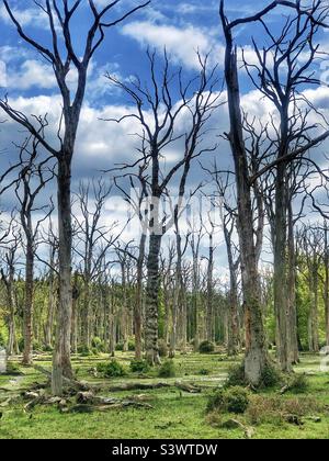 Oak Forest and dead standing trees in the New Forest National Park ...