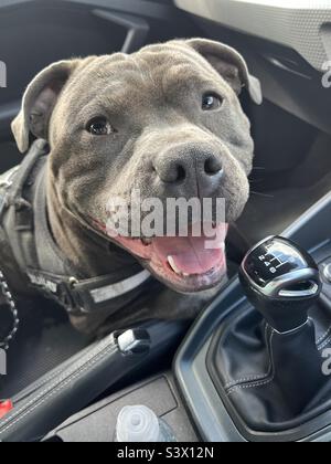Blue Staffordshire Bull Terrier or Staffy laying on a wood floor Stock ...