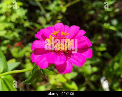 A miniature pink zinnia flower in a Florida backyard Stock Photo - Alamy