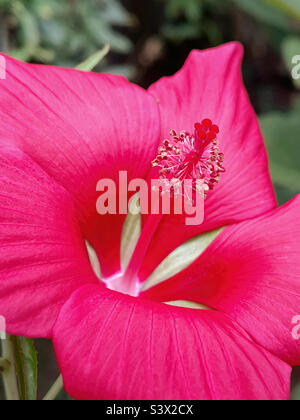 Red Texas Star hibiscus flower Stock Photo - Alamy