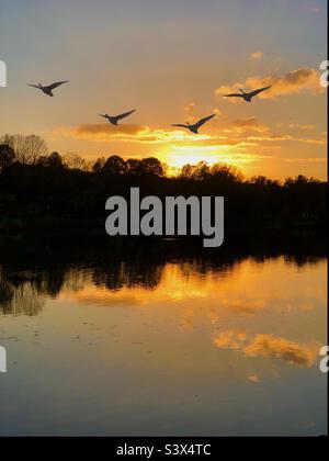 Geese flying over the lake Stock Photo - Alamy