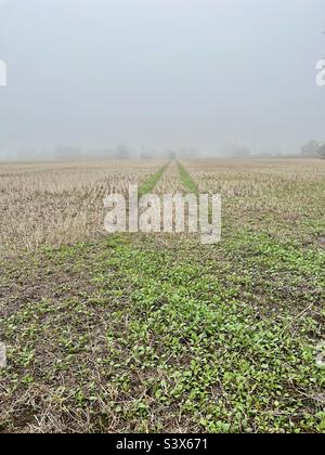Crop lines in farmers field, UK Stock Photo - Alamy