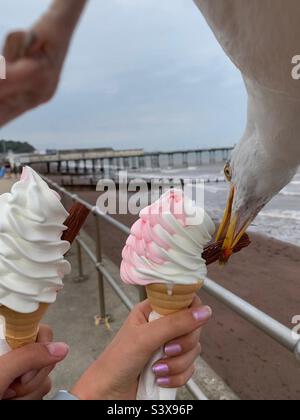 Seagull stealing ice cream Stock Photo - Alamy