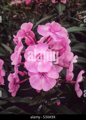 fall phlox (Phlox paniculata Stock Photo - Alamy