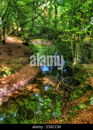 Highland Water, New Forest National Park, Hampshire Stock Photo - Alamy