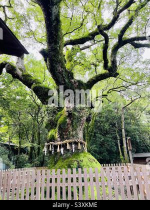 Sacred tree at Shrine, Nagoya, Japan Stock Photo - Alamy