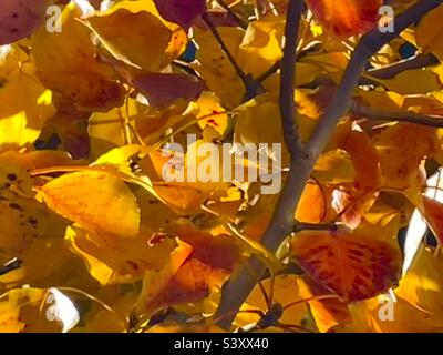 Autumnal trees, golden leaves ablaze and back lit by the sun like fire ...