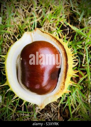 Conker in a shell Stock Photo - Alamy