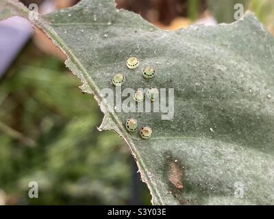 Blue Morpho Butterfly Caterpillar, Morpho peleides, Nymphalidae. South ...