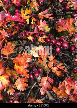 Hawthorn hedgerow Hawthorn hedge with autumn leaves and ripening ...