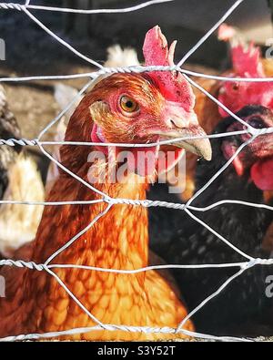 hen behind fence Stock Photo - Alamy